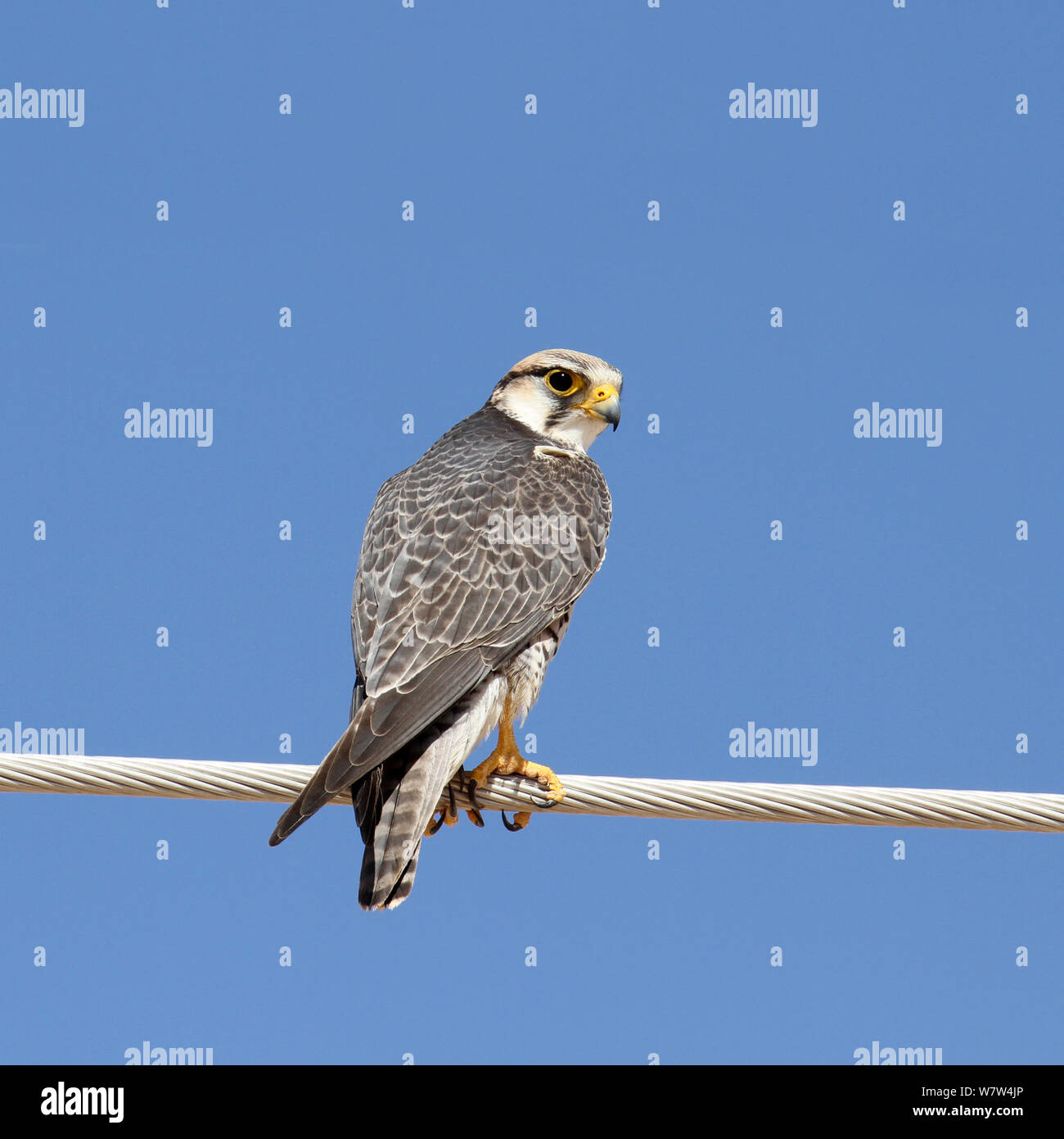 Oman falcon hi-res stock photography and images - Alamy
