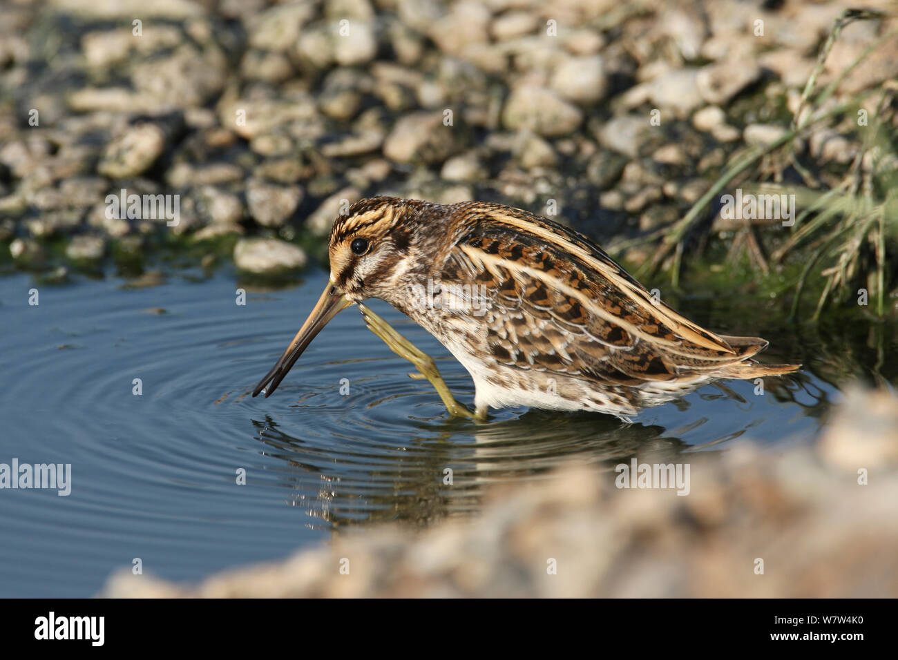 Jack snipe hi-res stock photography and images - Alamy