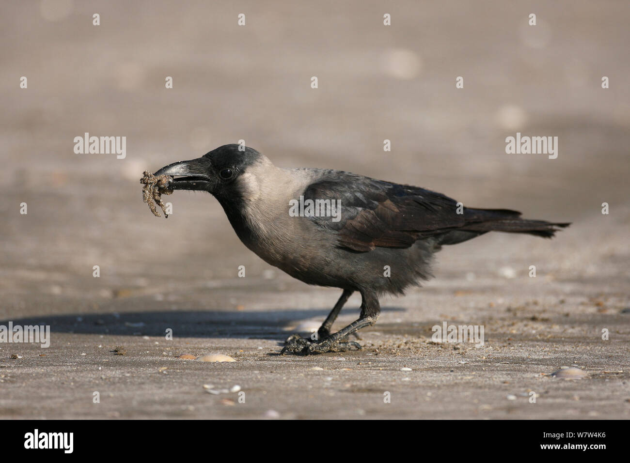 House crow (Corvus splendens) with prey on the beach, Oman, January ...