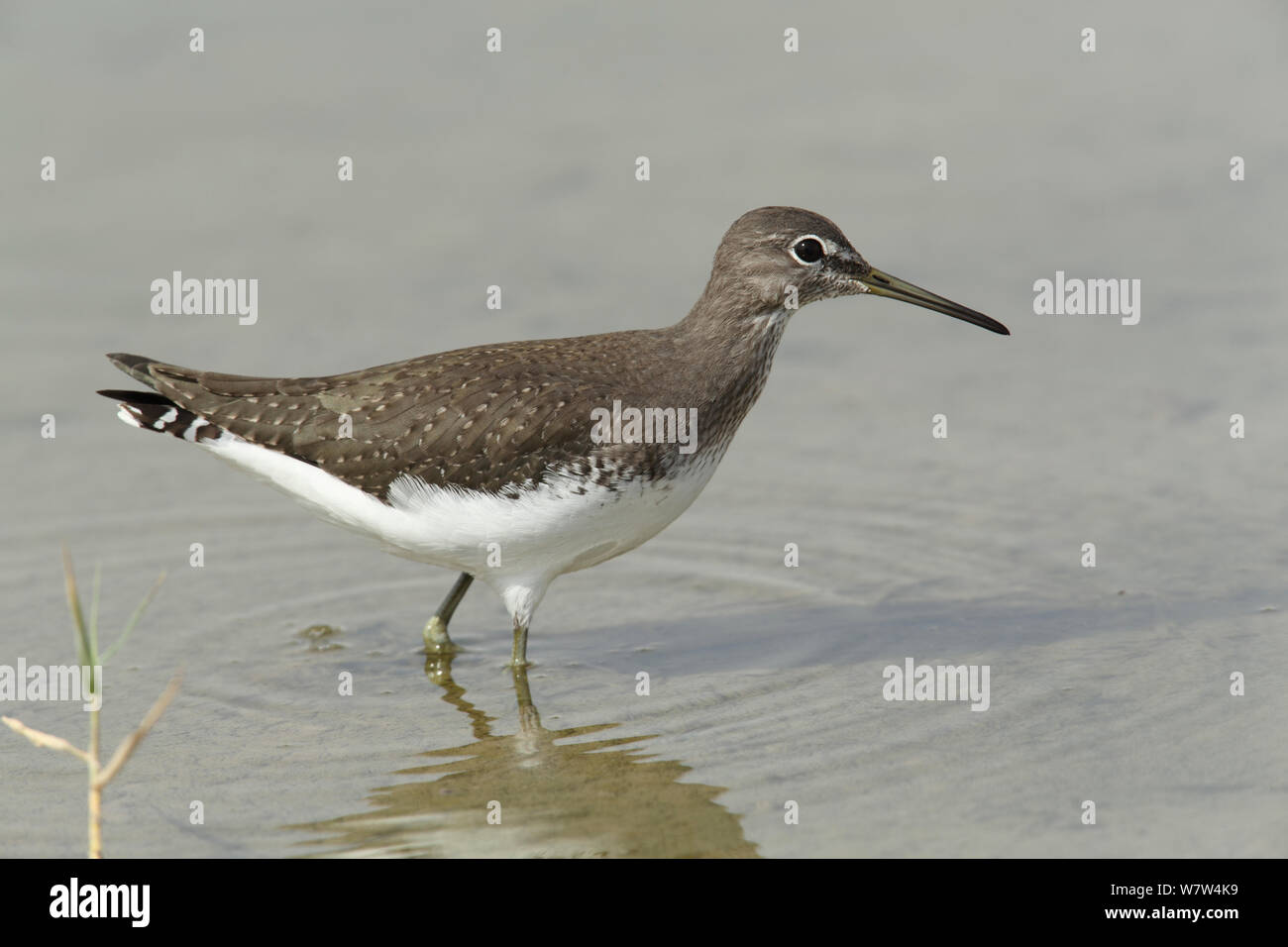 Green sandpiper (Tringa ochropus) Oman, September Stock Photo - Alamy
