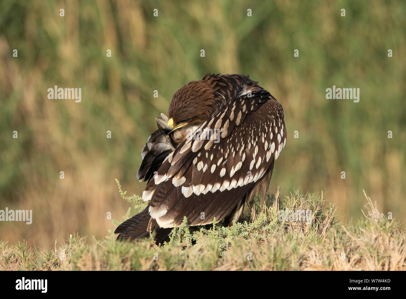 Greater spotted eagle hi-res stock photography and images - Alamy