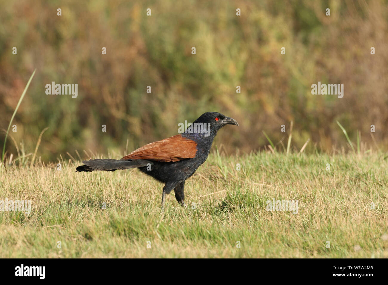 Greater coucal (Centropus sinensis) on ground, Thailand, February Stock ...