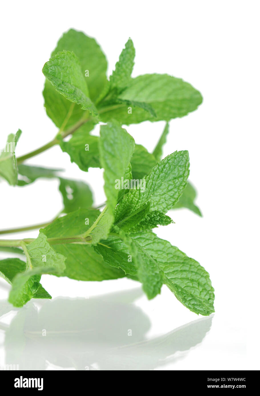 mint branch isolated on white background Stock Photo - Alamy