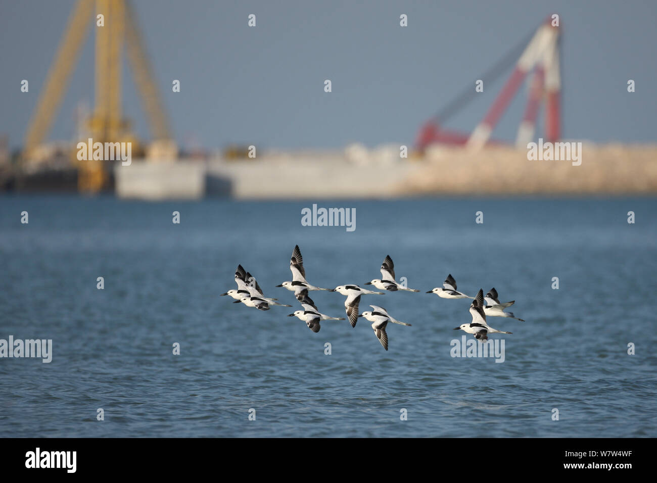 Crab plover (Dromas ardeola) flock in flight, Oman, January Stock Photo ...