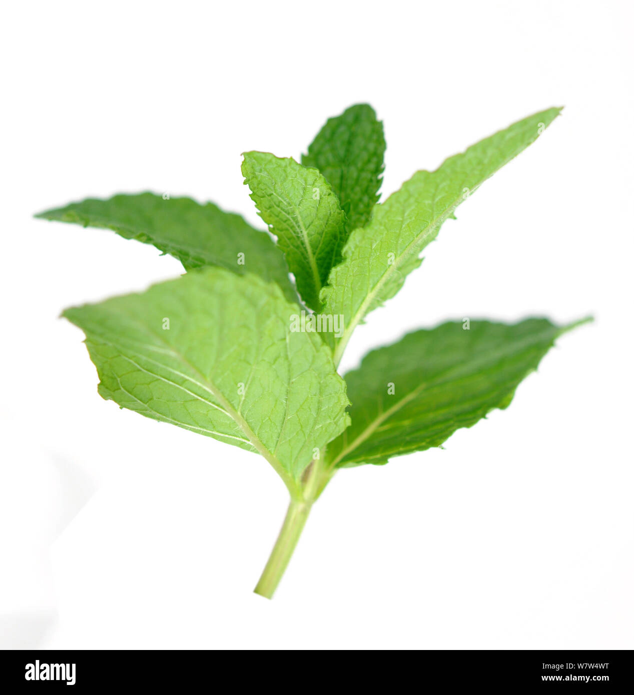 mint branch isolated on white background Stock Photo - Alamy