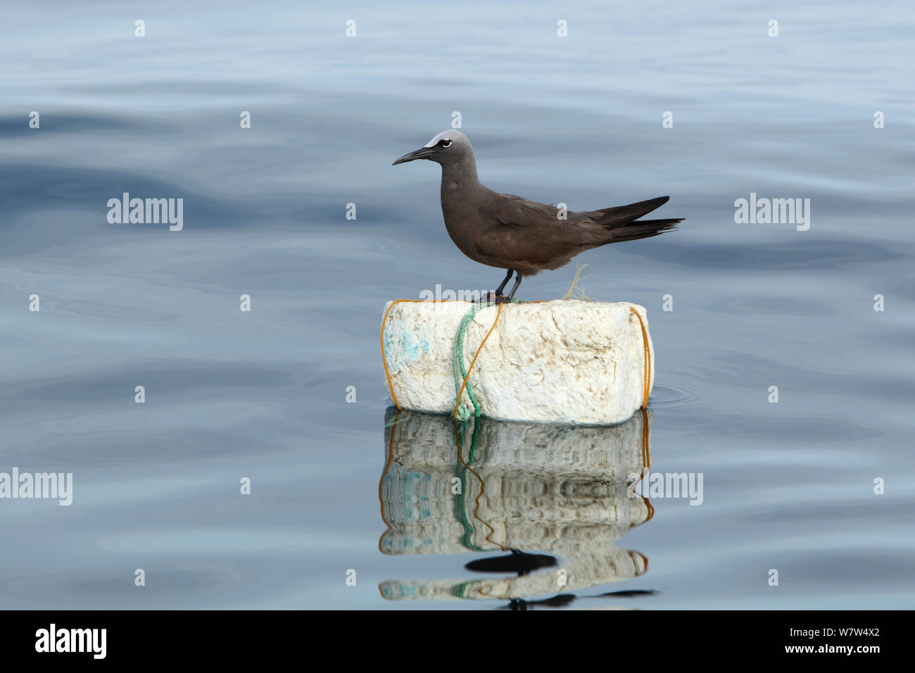 Brown noddy / Common noddy (Anous stolidus) on buoy, Oman, September ...