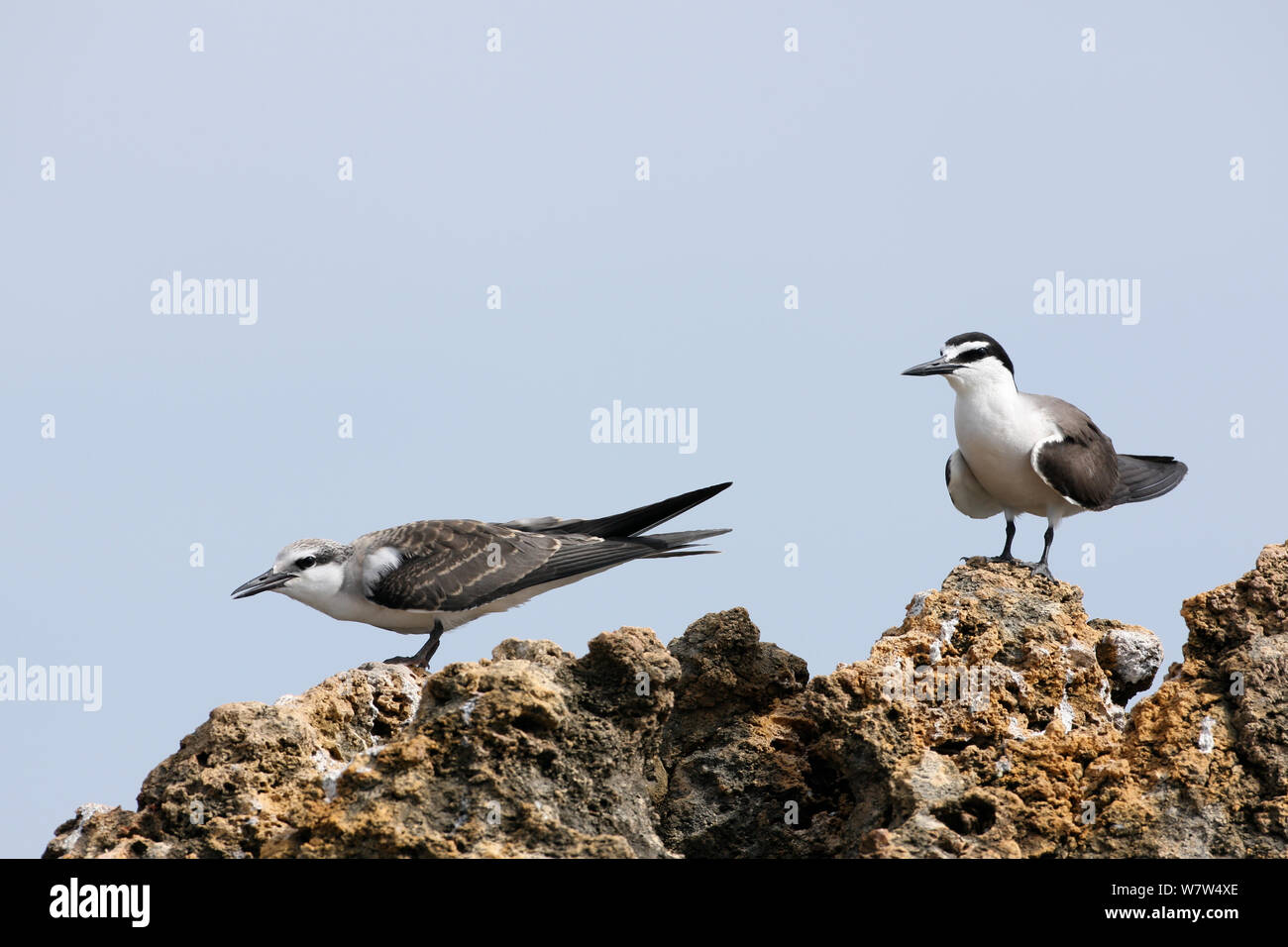 Adult brown winged tern hi-res stock photography and images - Alamy