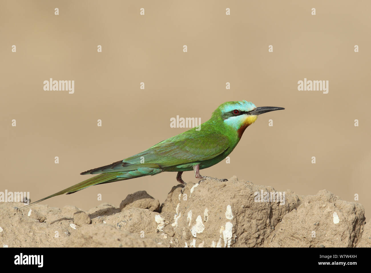 Blue cheeked Bee eater (Merops persicus) adult, Oman, April Stock Photo ...