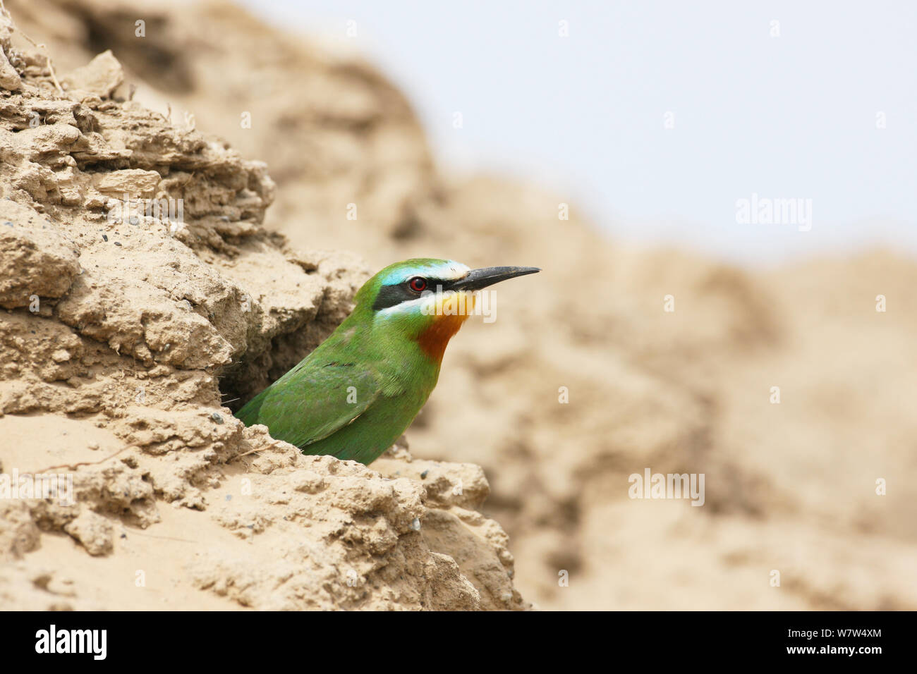 Blue cheeked Bee eater (Merops persicus) adult at nest hole, Oman ...