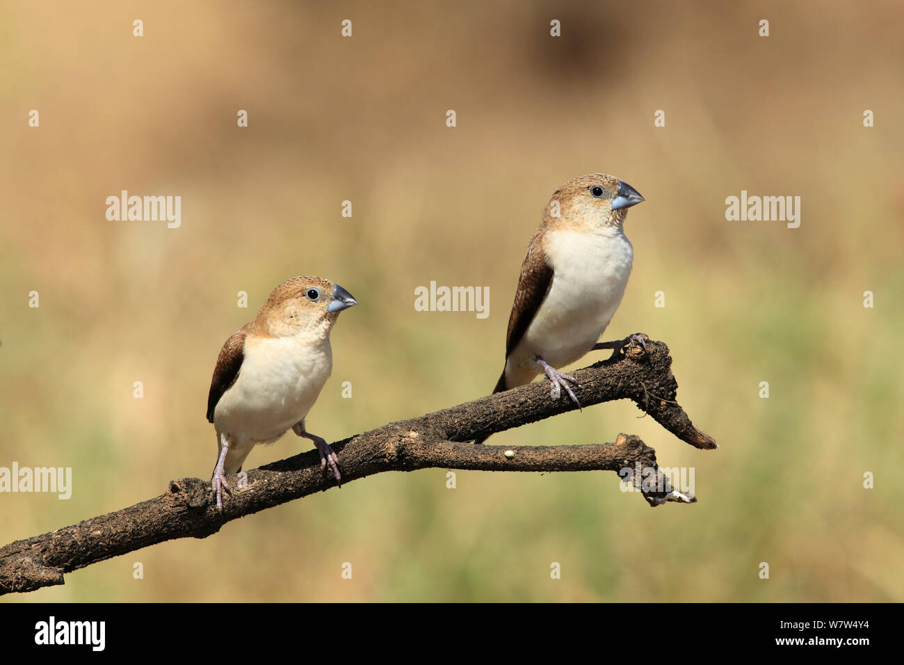 African silverbill (Lonchura cantans) two on branch, Oman, September ...