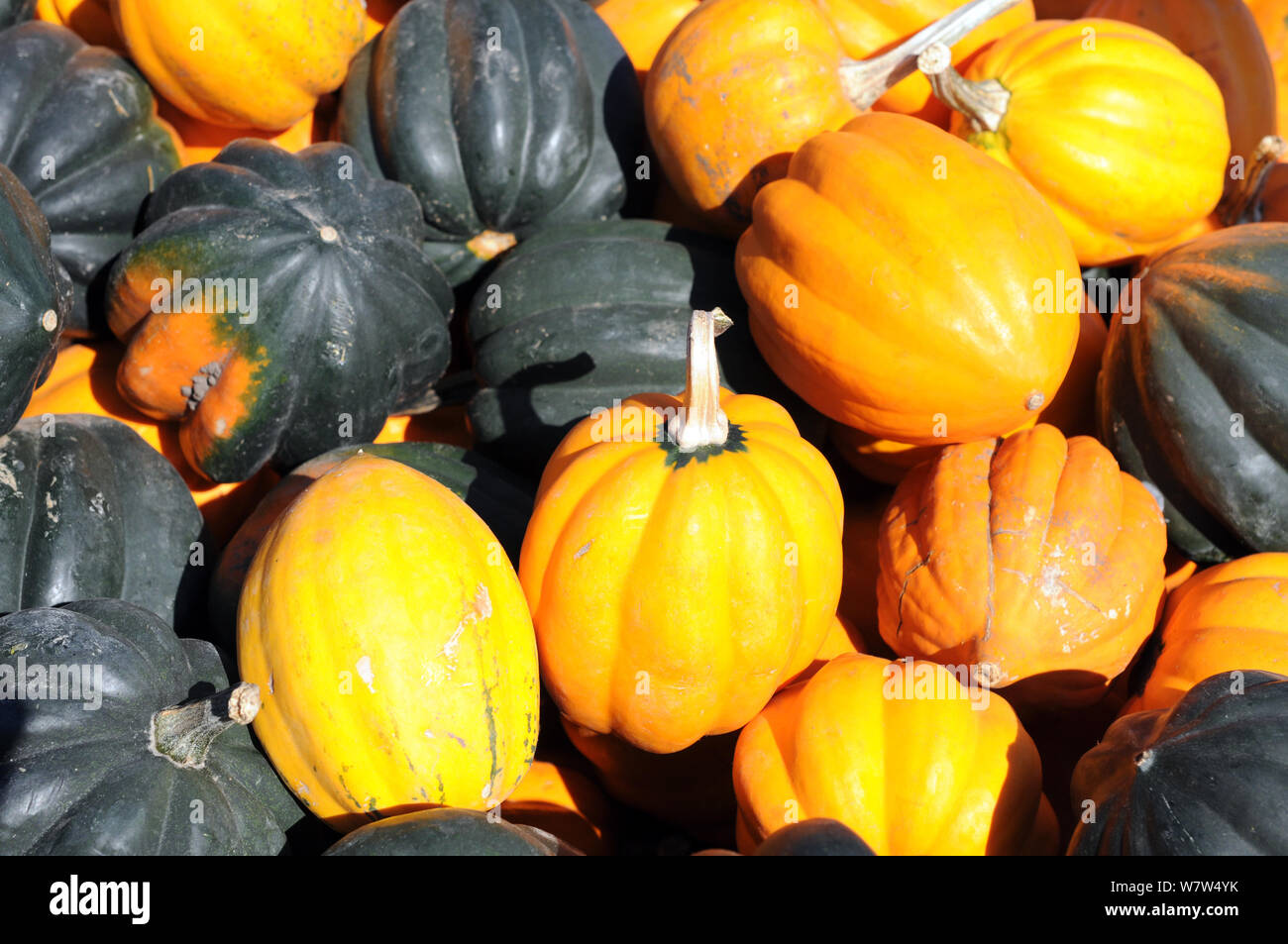 Sunshine variety squash hi-res stock photography and images - Alamy