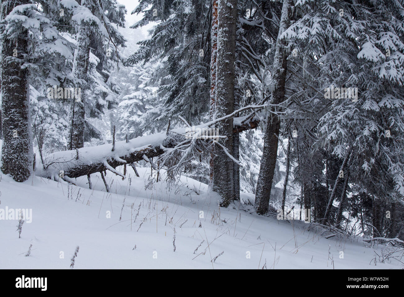 Mixed forest with Nordmann Fir (Abies nordmanniana), Scot's Pine (Pinus ...
