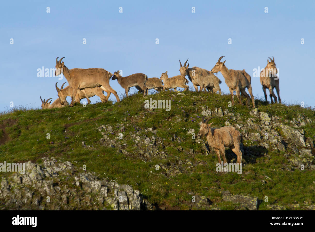 Tur hi-res stock photography and images - Alamy