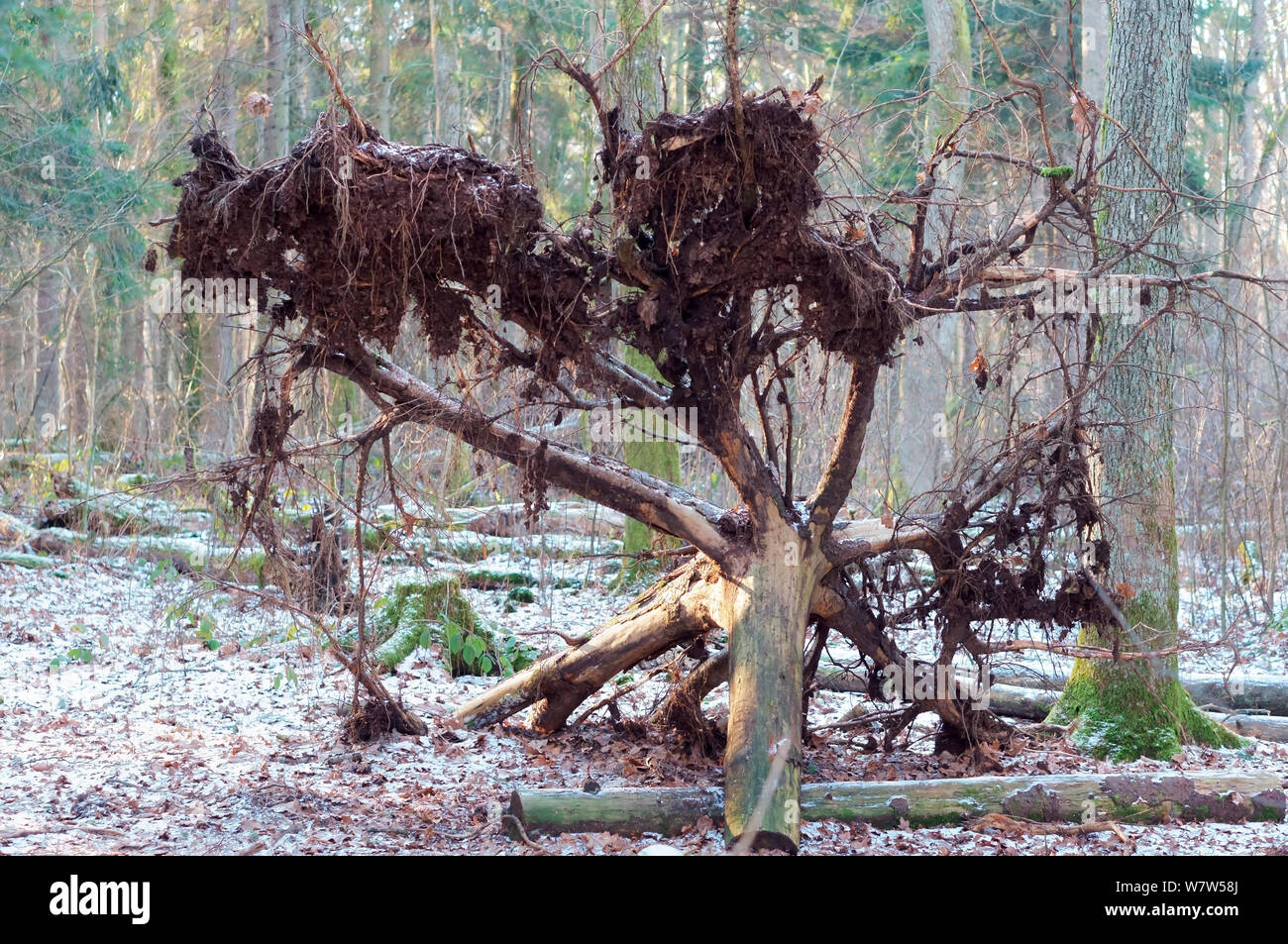 tree uprooted, fallen tree in winter forest Stock Photo - Alamy