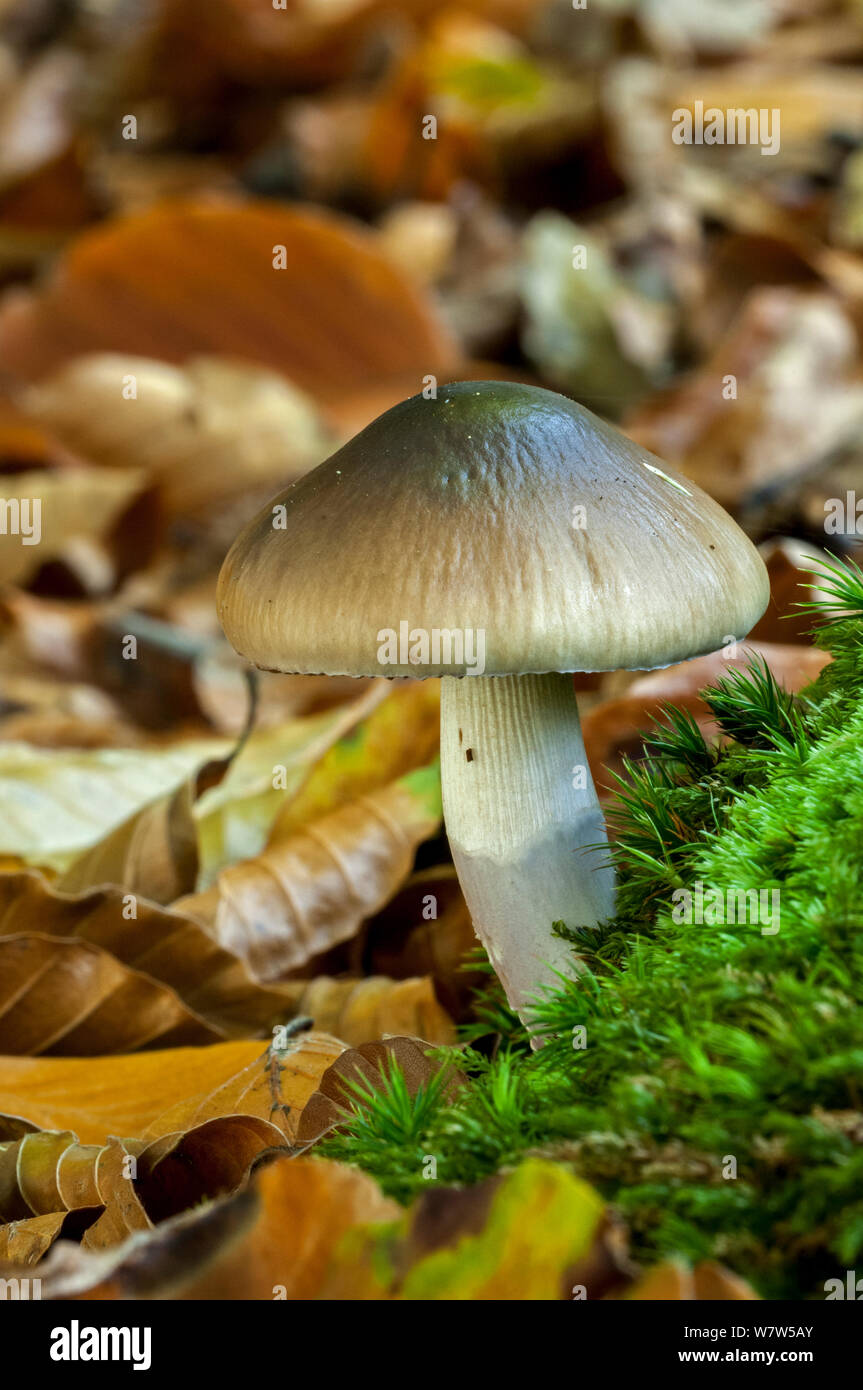 Blue-girdled webcap (Cortinarius collinitus), Belgium, October Stock ...