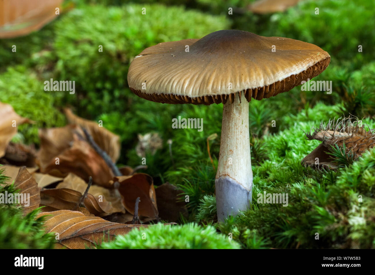 Blue-girdled webcap (Cortinarius collinitus), Belgium, October Stock ...