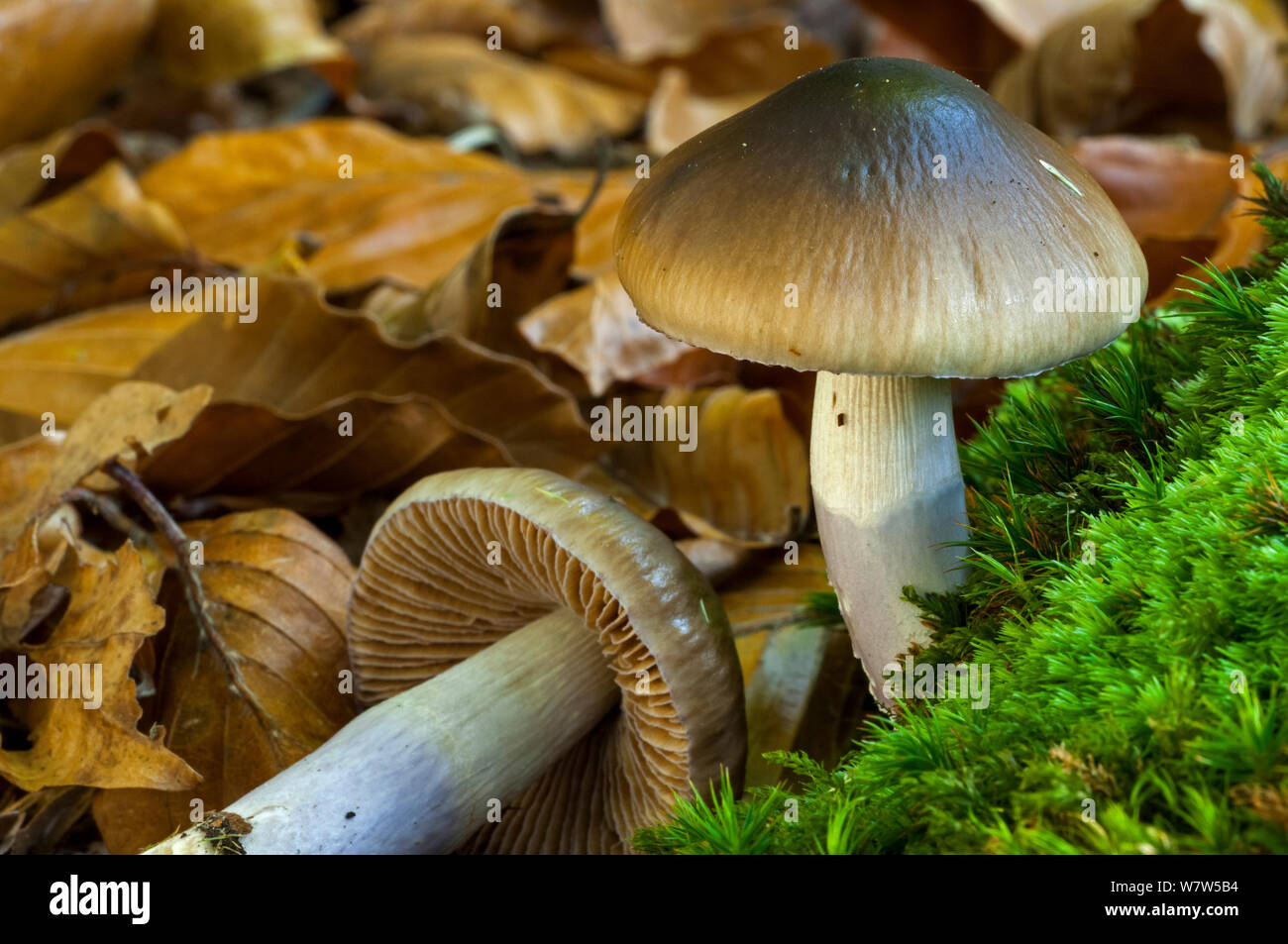 Blue-girdled webcap (Cortinarius collinitus), Belgium, October Stock ...