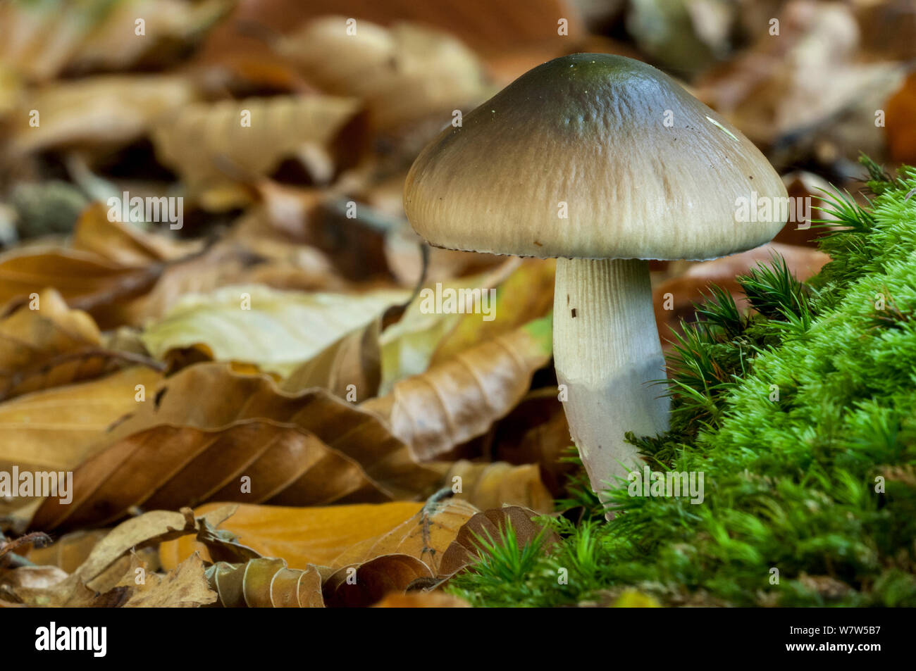 Blue-girdled webcap (Cortinarius collinitus), Belgium, October Stock ...