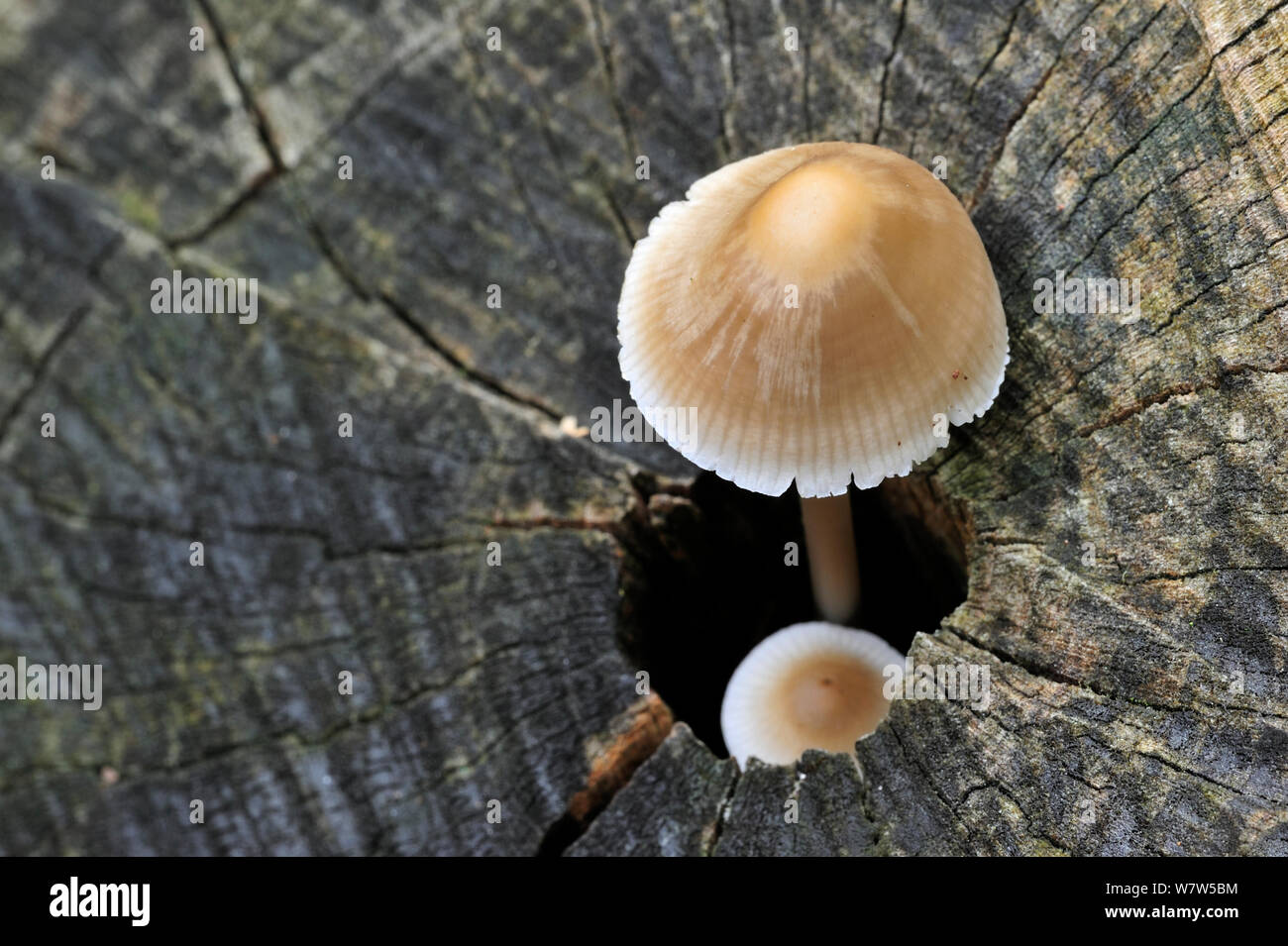 Common bonnet (Mycena galericulata) growing from a tree stump, Belgium ...