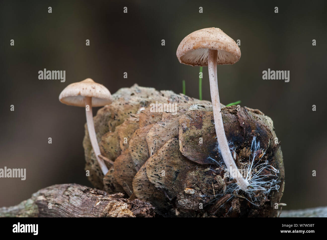 Conifercone cap hi-res stock photography and images - Alamy