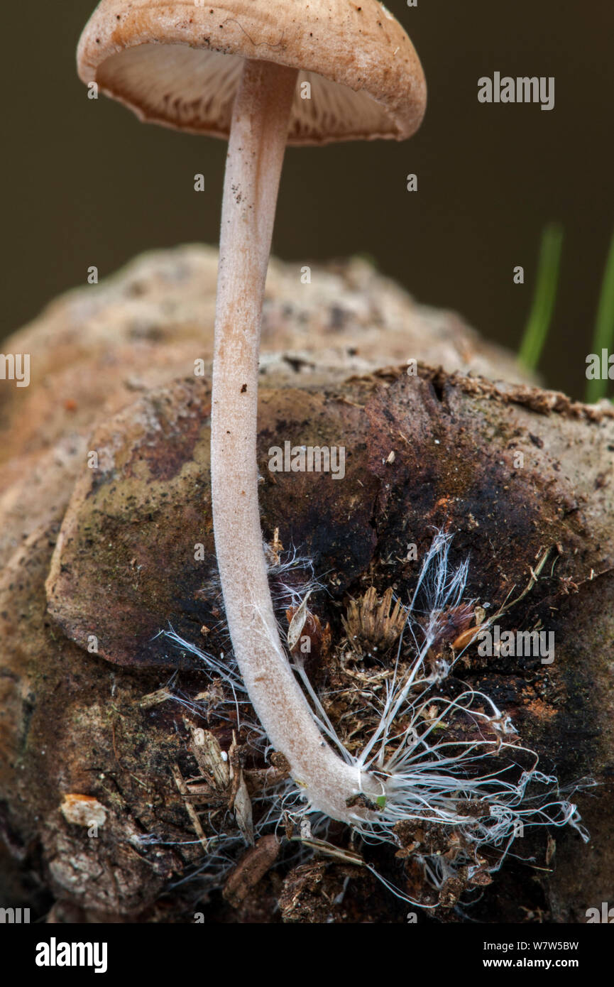 Conifercone cap hi-res stock photography and images - Alamy