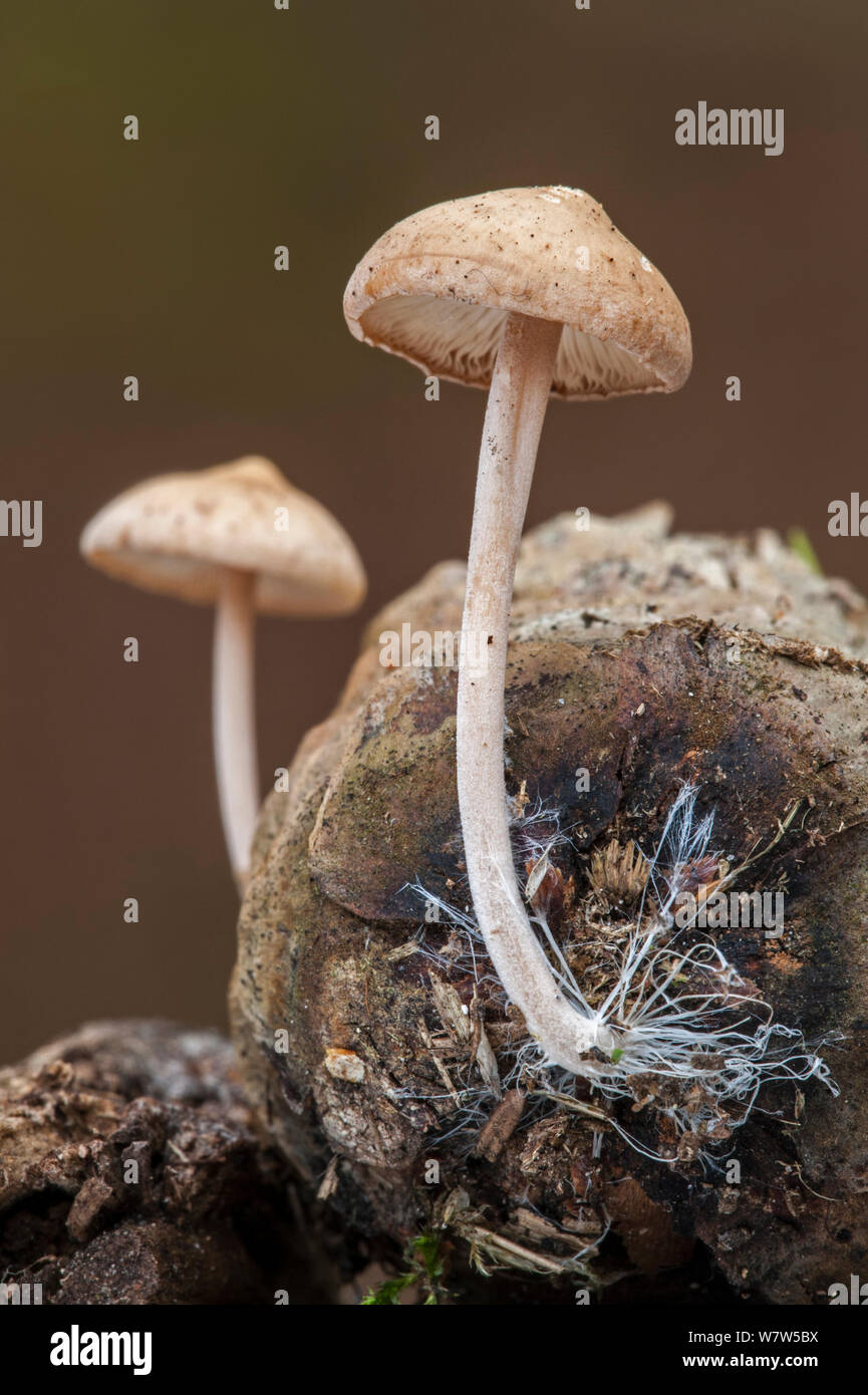 Conifercone cap (Baeospora myosura) growing from a pine cone, Belgium ...