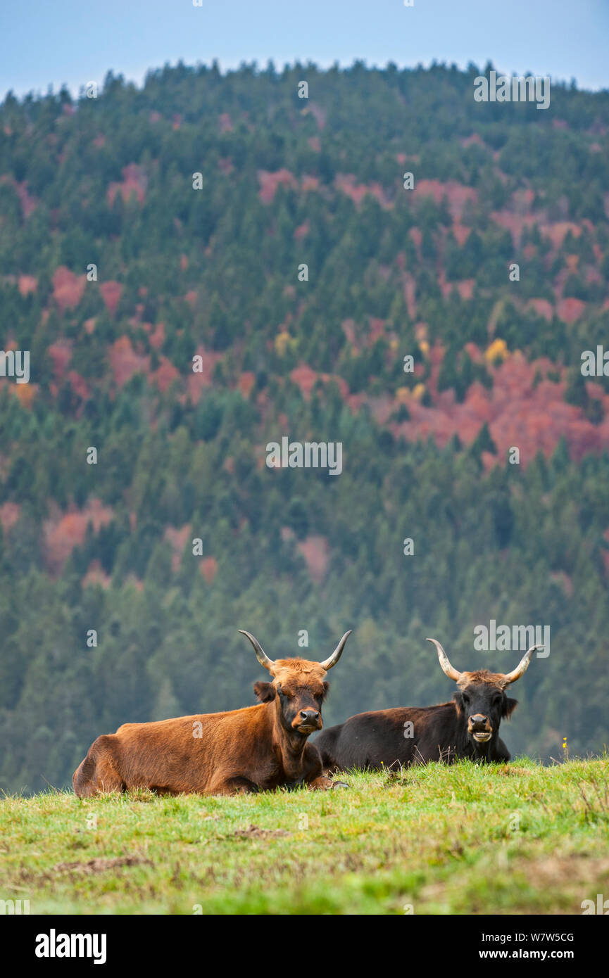 Reclining cow cows hi-res stock photography and images - Alamy