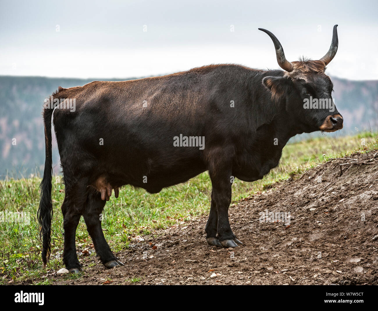 Heck cattle (Bos domesticus), Germany, October. Captive Stock Photo - Alamy