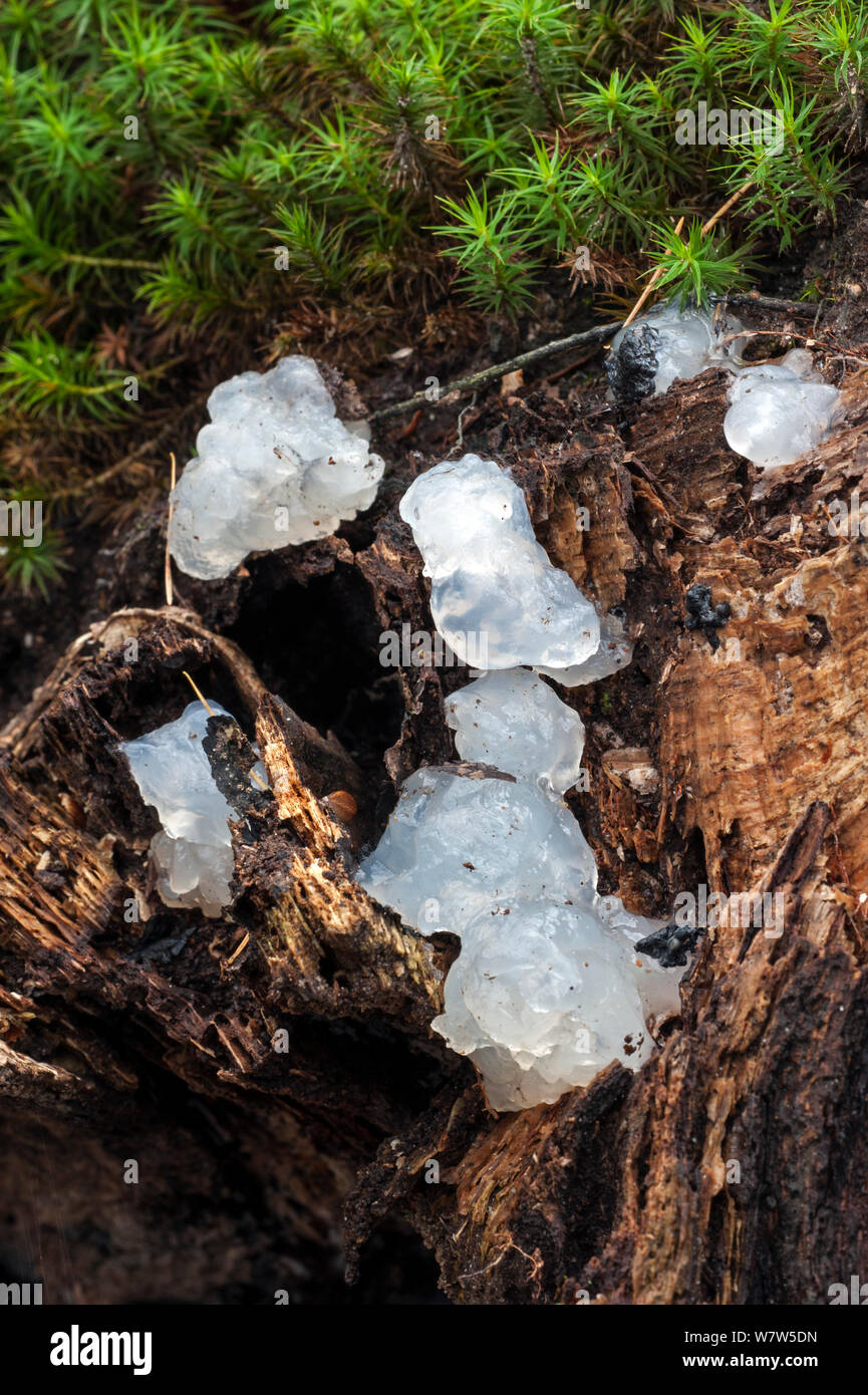 Astral jelly hi-res stock photography and images - Alamy