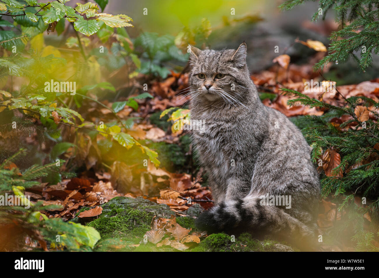 European wildcat forest wildcat felis hi-res stock photography and ...
