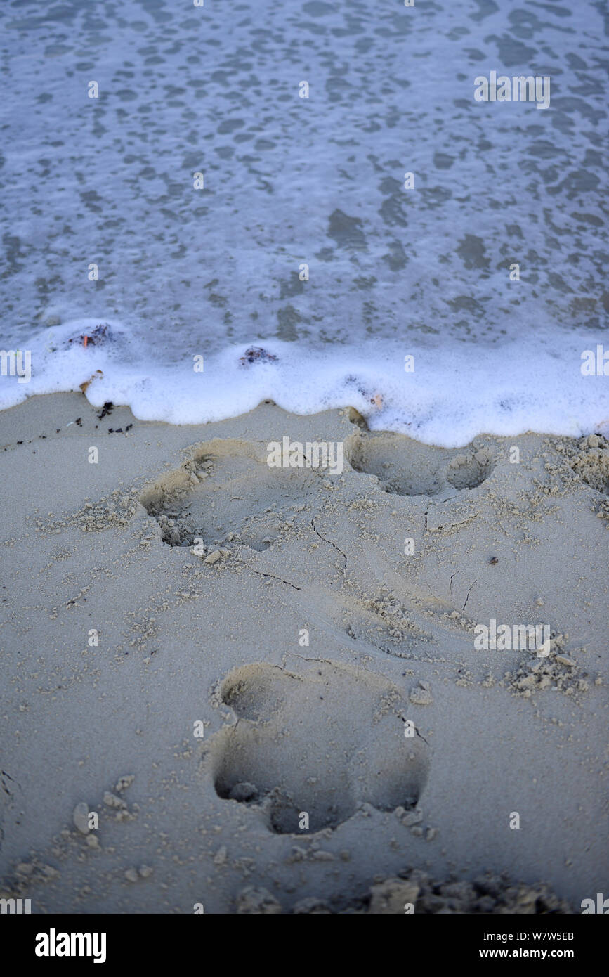 Africa vertical hippo hi-res stock photography and images - Alamy