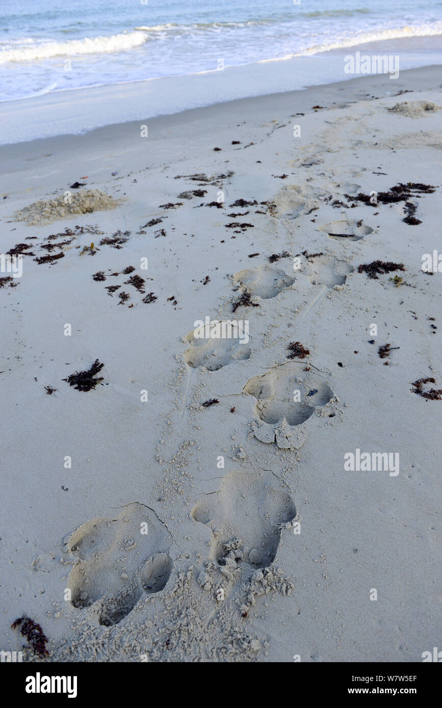 Hippo footprints (Hipopotamus amphibius) in the sand of a beach, Orango ...