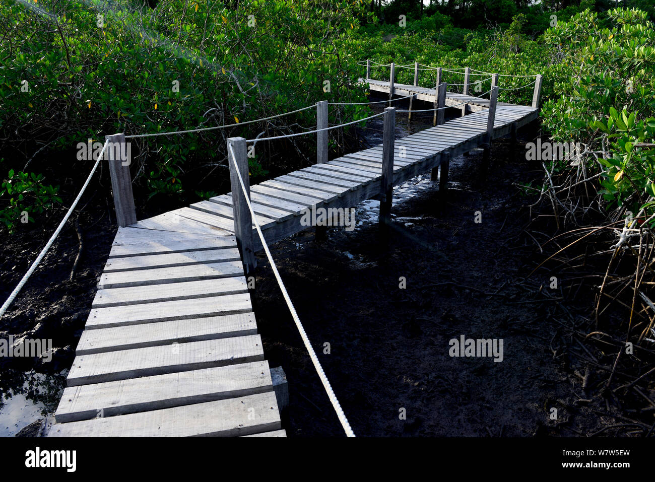Mangrove bridge hi-res stock photography and images - Alamy