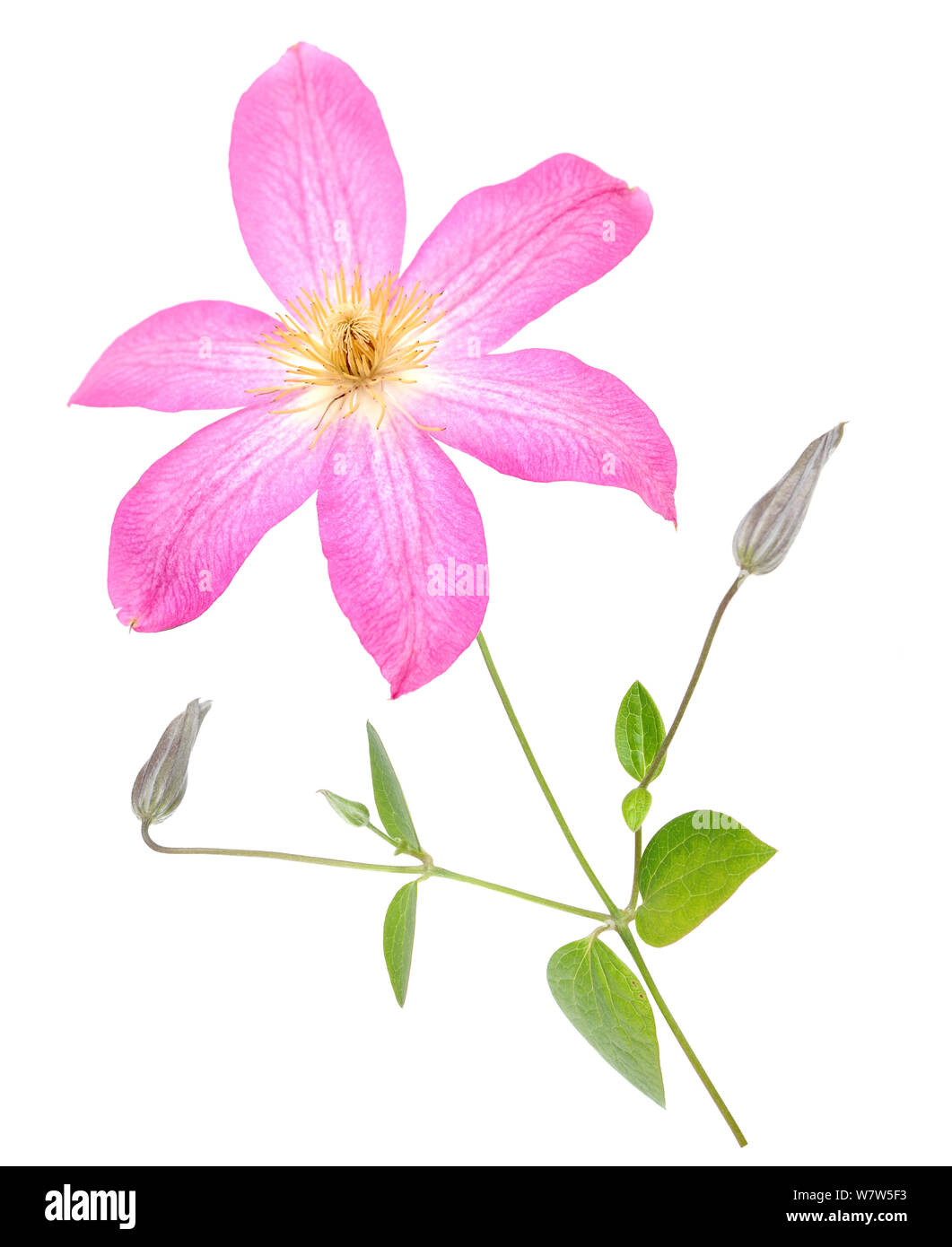 single pink clematis isolated on white background Stock Photo - Alamy