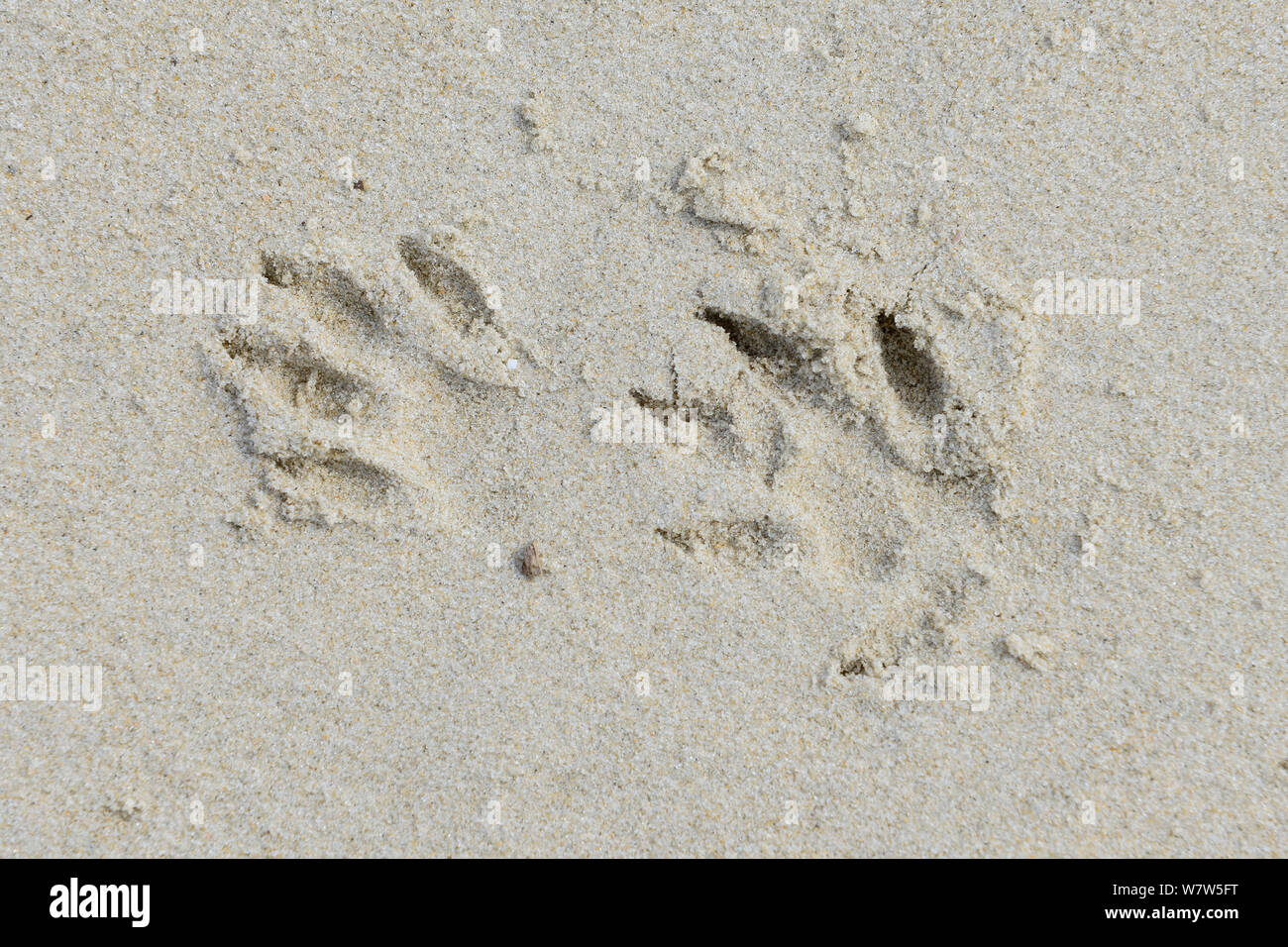 Sand monkey hi-res stock photography and images - Alamy
