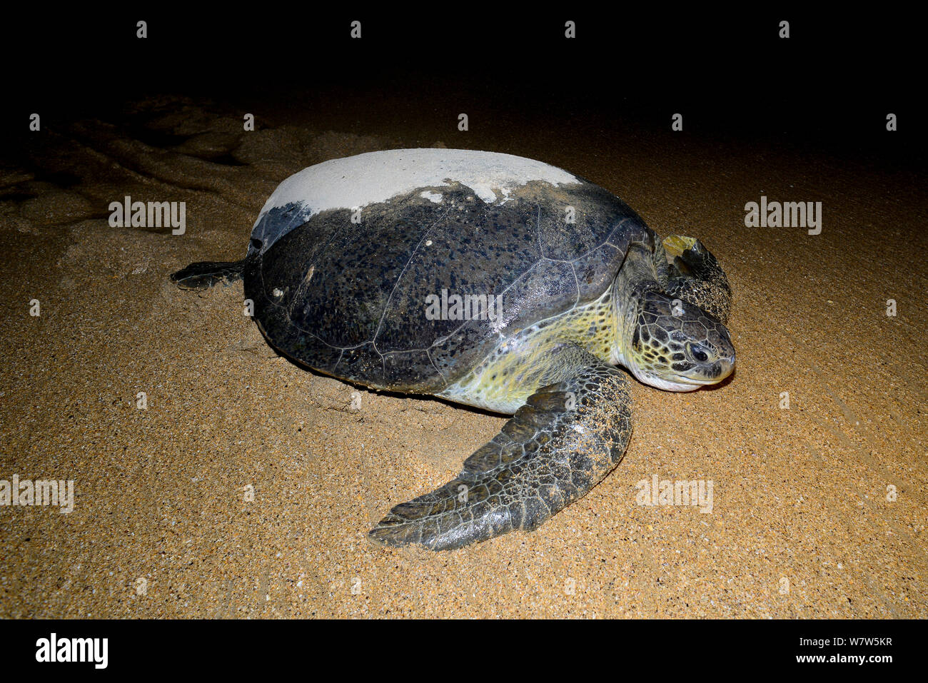 Female green sea turtle hi-res stock photography and images - Alamy