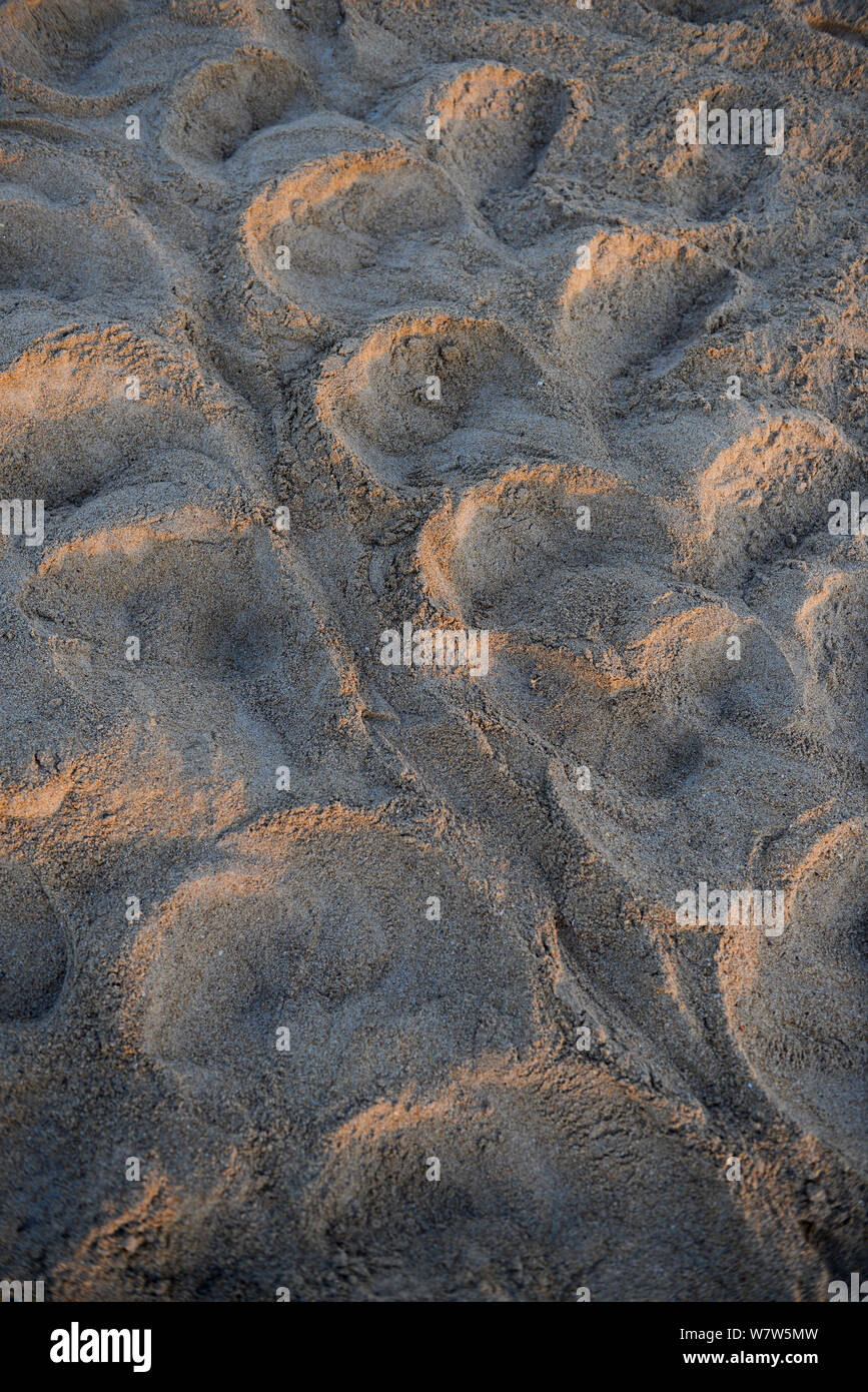 Turtle tracks hi-res stock photography and images - Alamy