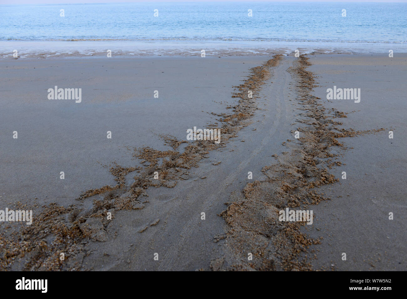 Green turtle tracks (Chelonia mydas) on beach, Poilao Island, Guinea ...
