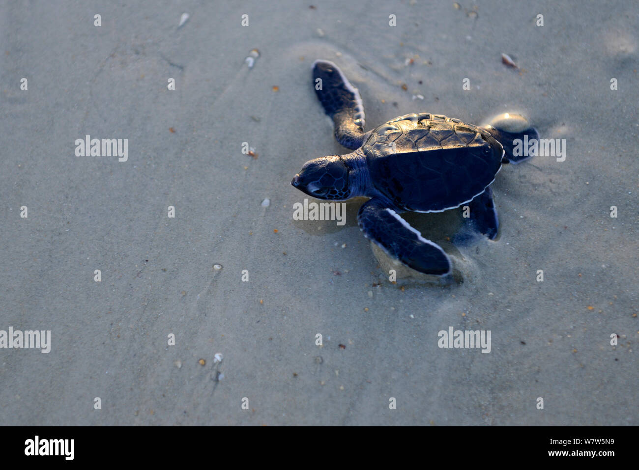 Green sea turtle hatchlings hi-res stock photography and images - Alamy