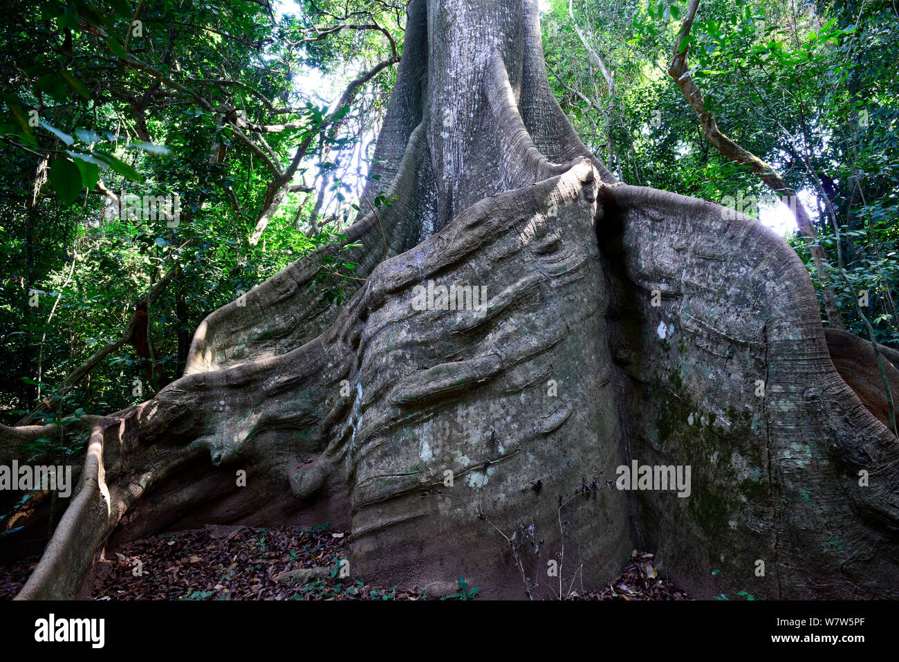Kapok tree hi-res stock photography and images - Alamy