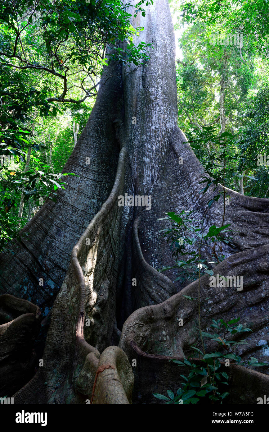 Great kapok (Ceiba pentandra) tree, trunk and buttress roots, Cantanhez ...