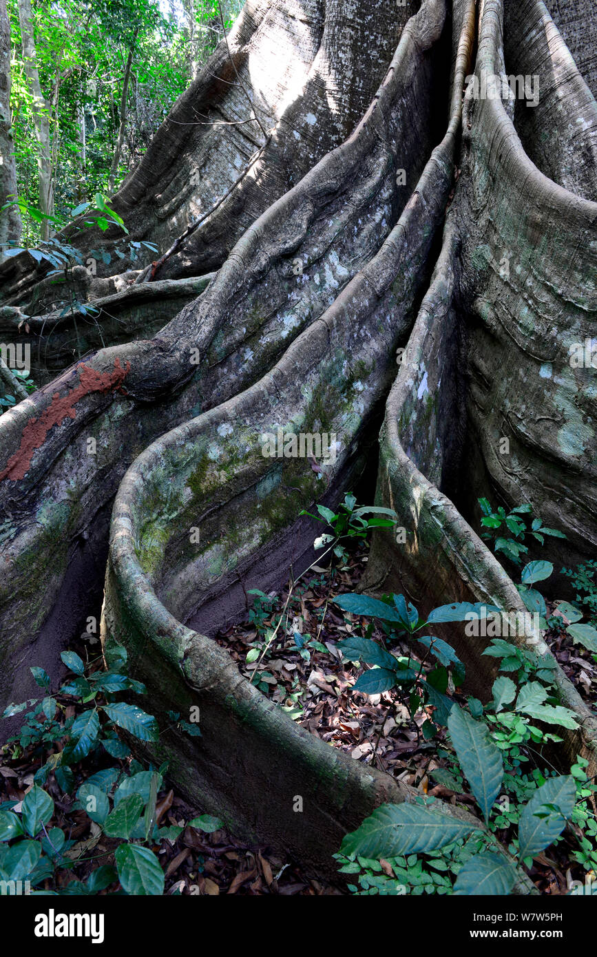 Great kapok (Ceiba pentandra) buttress tree roots, Cantanhez National ...