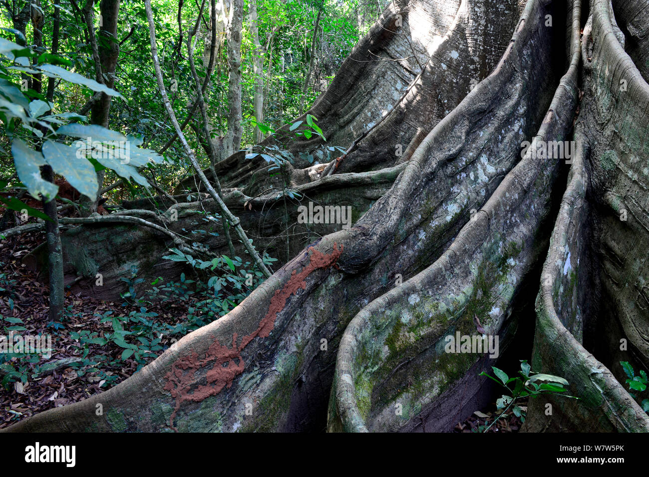 Kapok tree hi-res stock photography and images - Alamy