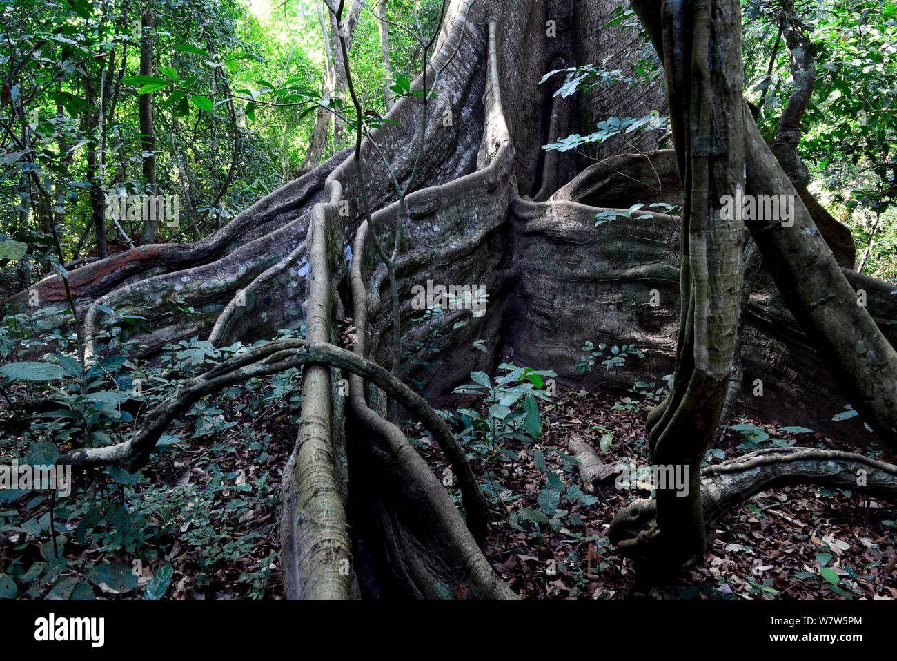 Kapok tree roots hi-res stock photography and images - Alamy