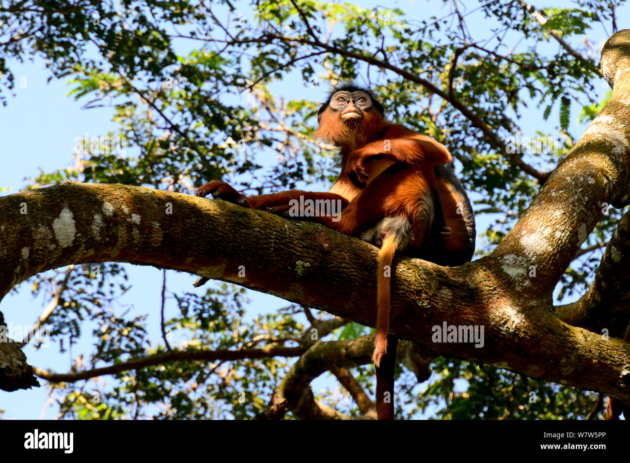 Upper Guinea red colobus monkey (Procolobus badius badius) Cantanhez ...