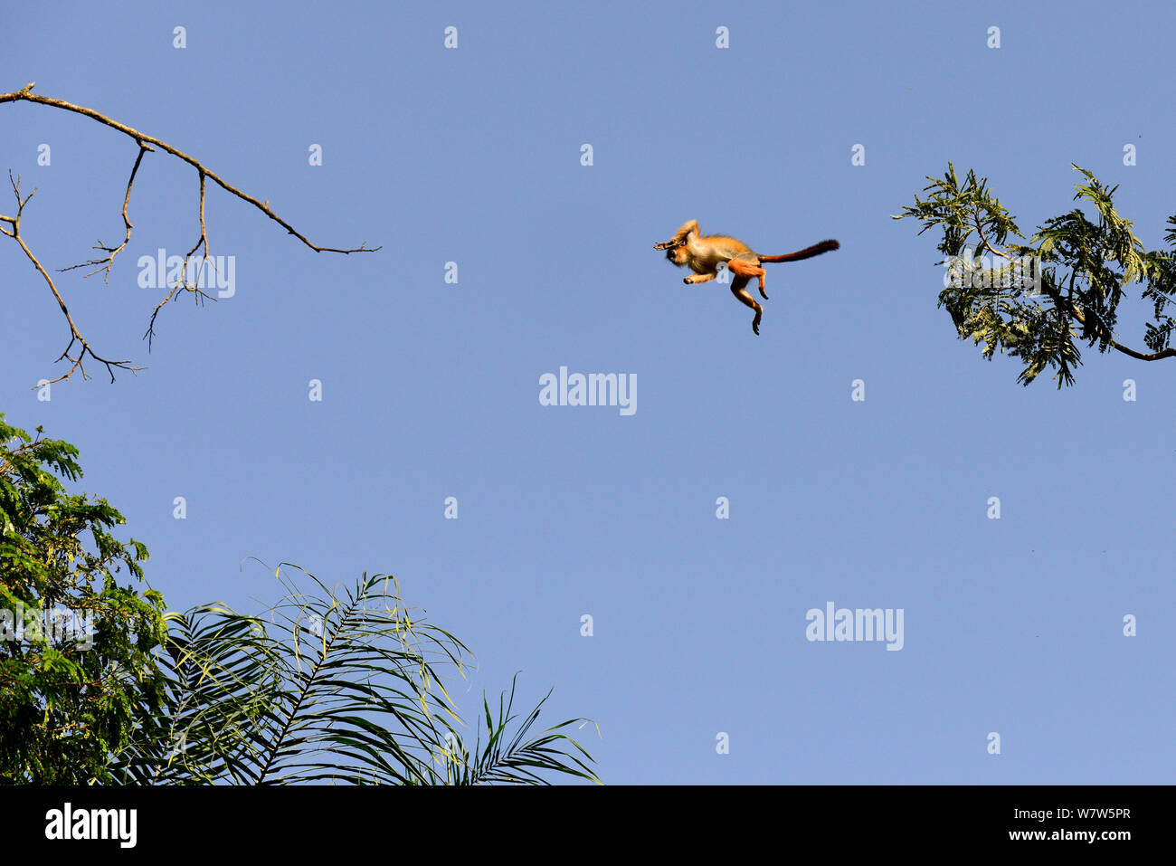 Colobus monkey leaping hi-res stock photography and images - Alamy
