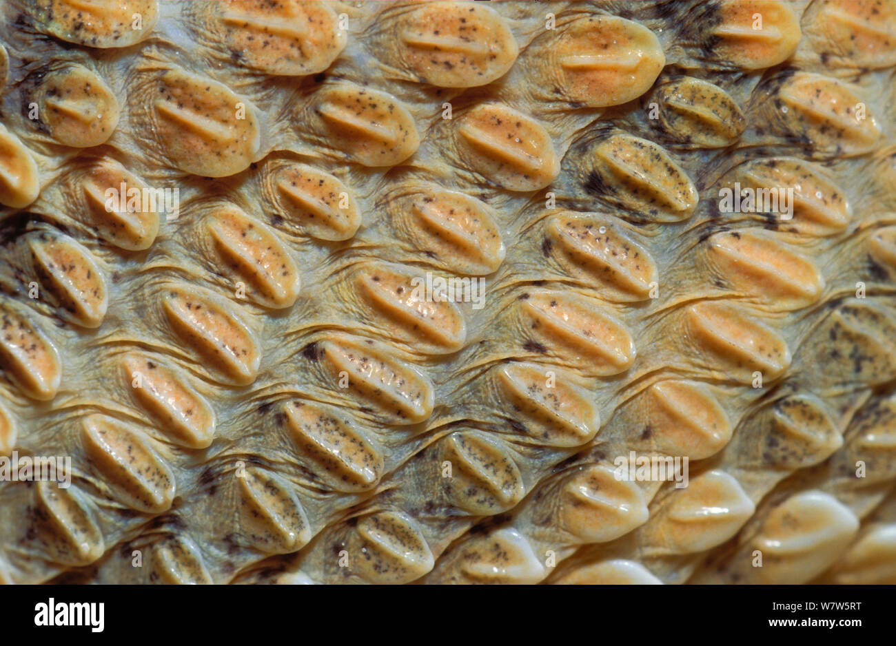 Close up of Desert horned viper (Cerastes cerastes) scales, showing ...
