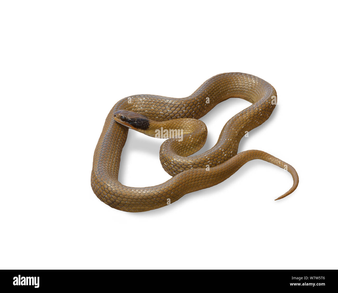 Herald / Red-lipped snake (Crotaphopeltis hotamboeia) taken against ...