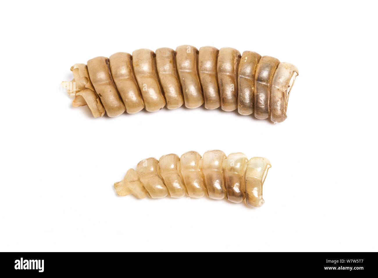 Rattles from tails of two Rattlesnakes (Crotalus sp) from an old (top ...