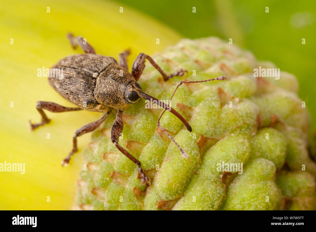 Glandium hi-res stock photography and images - Alamy